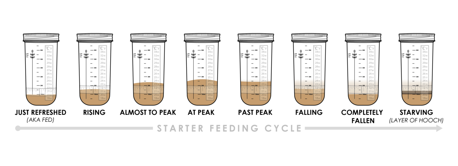 How to Maintain a Sourdough Starter: Easy Tips for a Healthy Starter ...